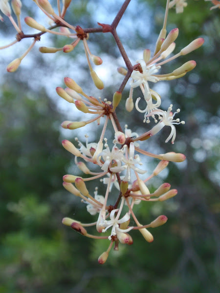 Rough Bindweed | Project Noah