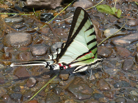 Short-lined Kite-Swallowtail | Project Noah