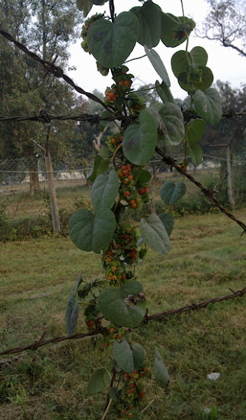 Wild Creeper | Project Noah