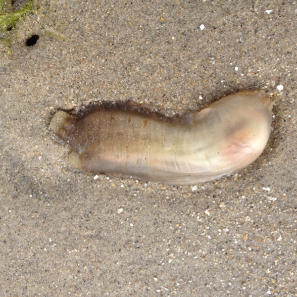 Sea vase tunicate | Project Noah