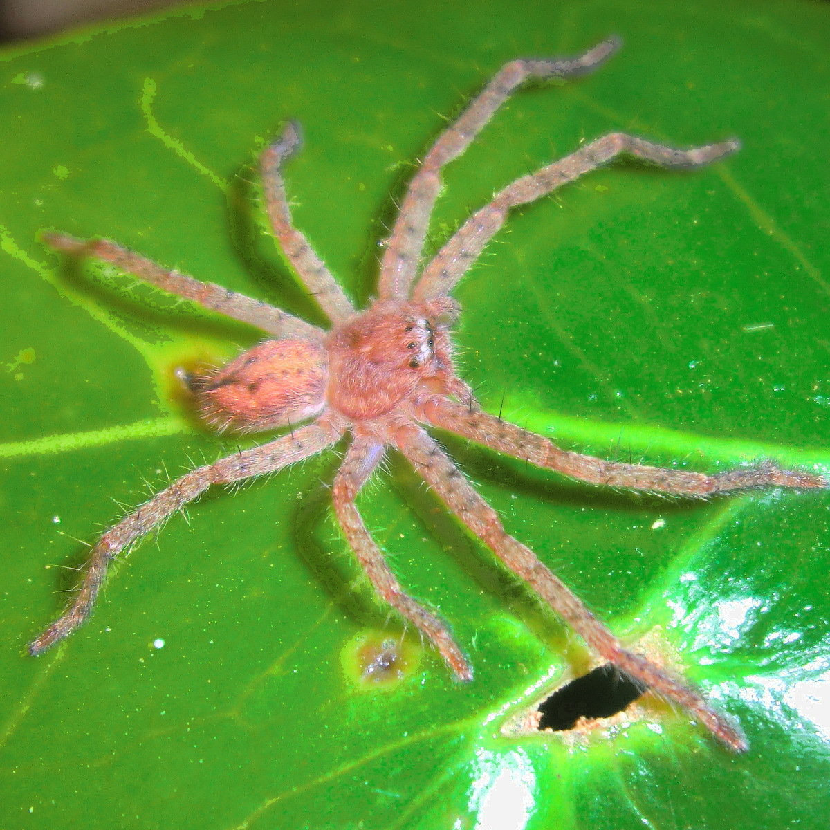 Young male Badge Huntsman | Project Noah