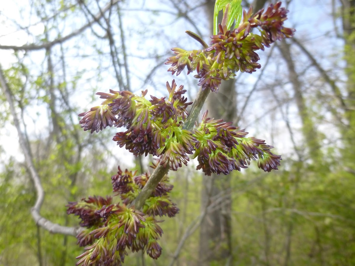Box Elder | Project Noah