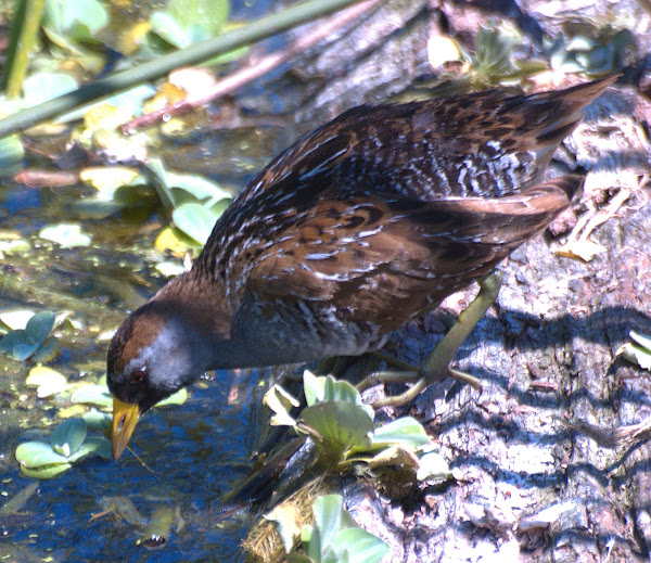 Sora rail | Project Noah