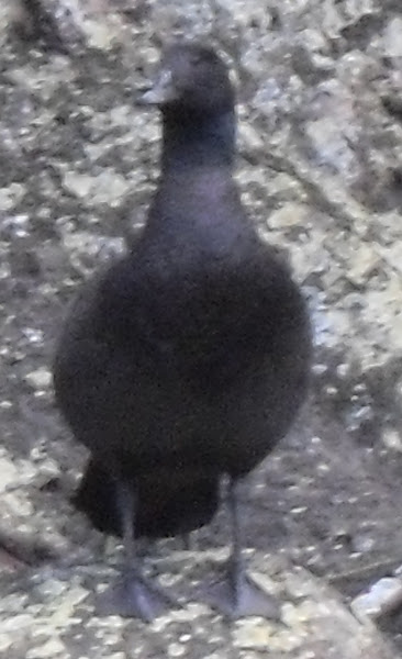 paradice shelduck (putangitangi) | Project Noah