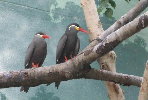 Inca Tern | Project Noah