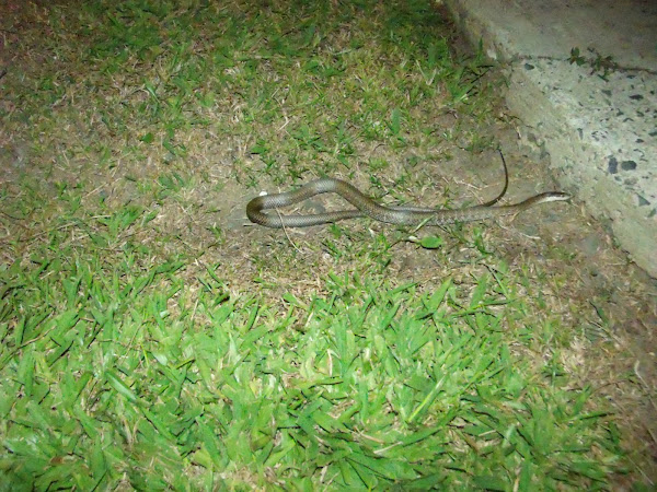 Puerto Rican Racer | Project Noah