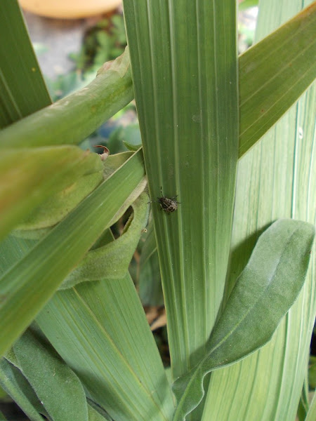Woundwort Shieldbug 3rd instar | Project Noah
