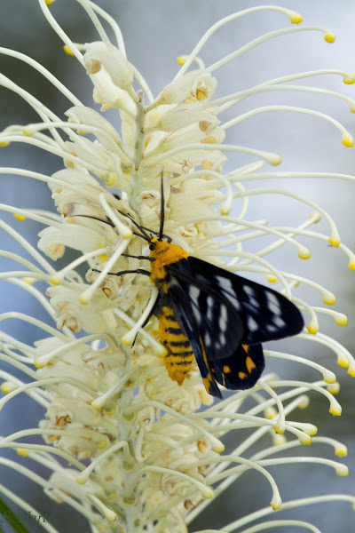Four o’clock moth – Dysphania fenestrata | Project Noah