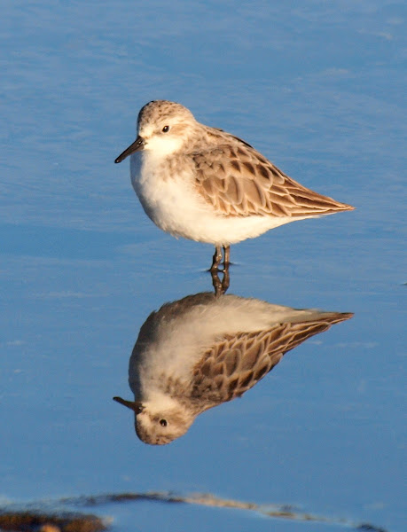 Red necked Stint | Project Noah