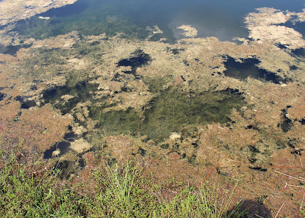 Pond algae | Project Noah