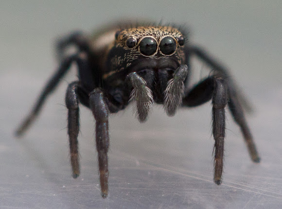 Jumping Spider | Project Noah