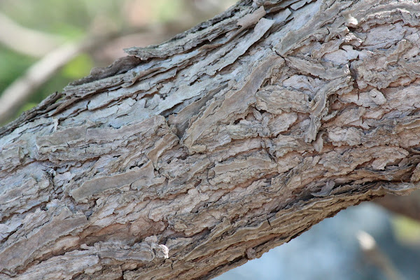 Octopus Bush | Project Noah