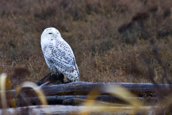 Arctic Snowy Owl | Project Noah