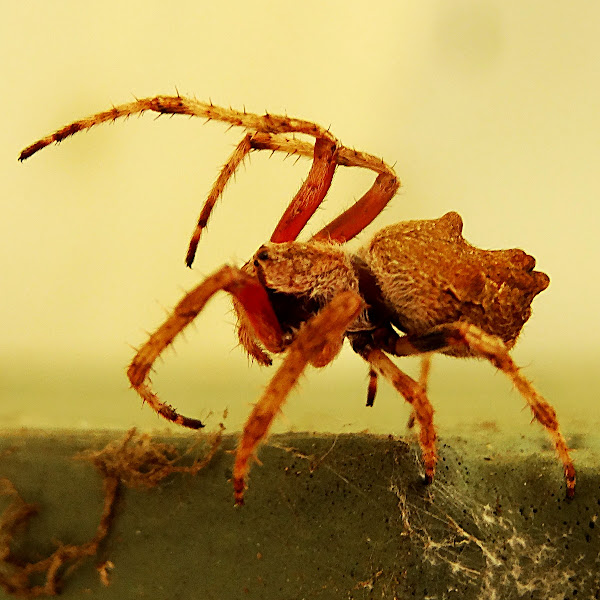 Knobbled Orbweaver | Project Noah