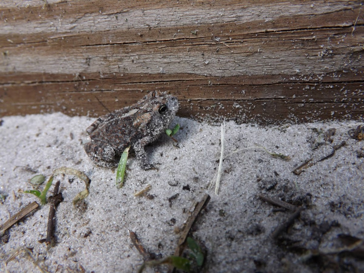 Southern Toad | Project Noah