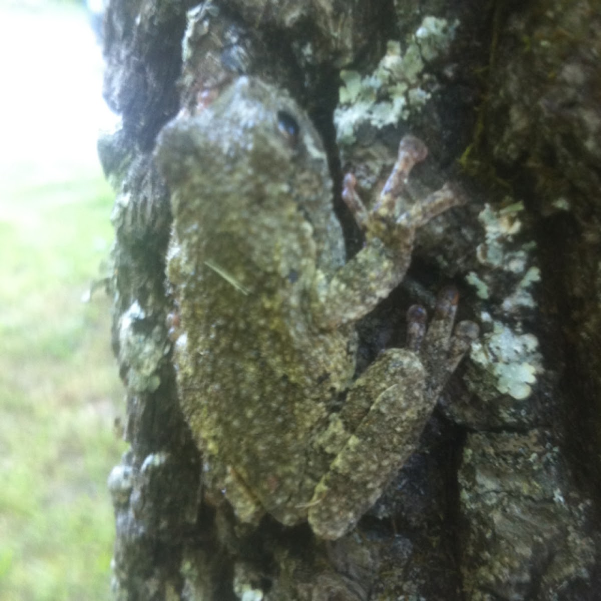 Tree frog | Project Noah