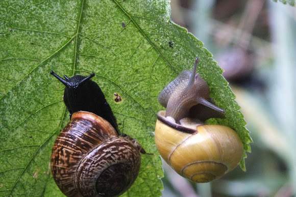 Garden snail & Grove snail | Project Noah