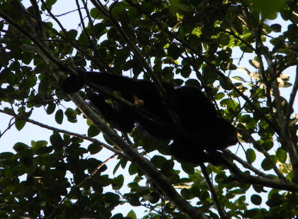 saraguato negro - Guatemala Black Howler Monkey | Project Noah