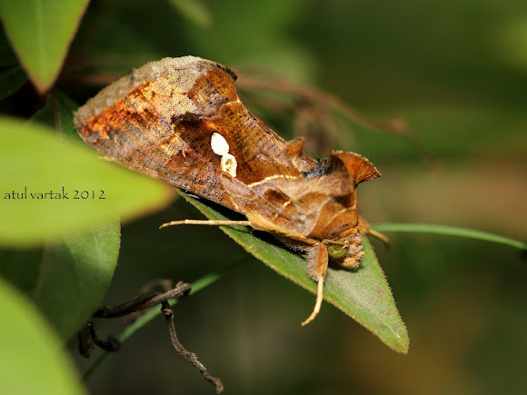 Tomato Semi-looper | Project Noah
