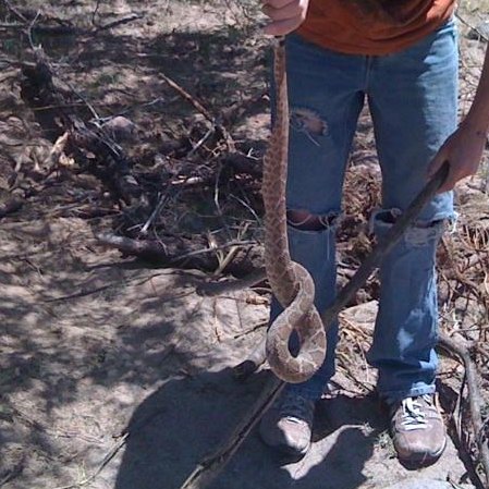 Diamondback rattlesnake | Project Noah