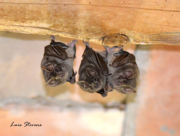 Mexican fruit bat | Project Noah