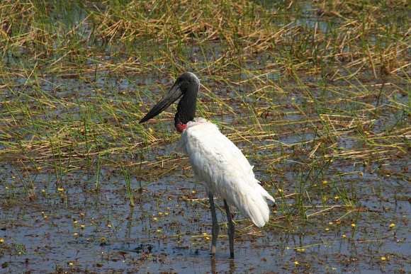 Garzón soldado | Project Noah