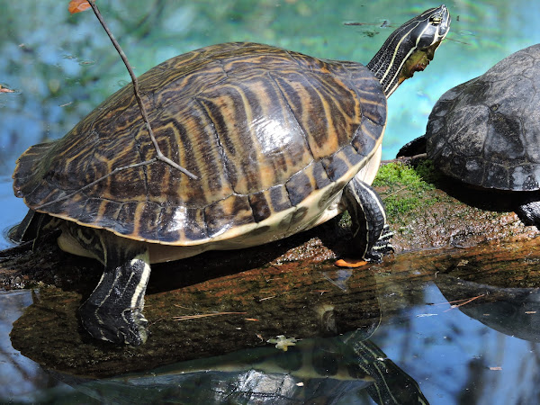 Peninsula Cooter | Project Noah