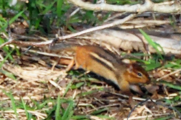 Eastern Chipmunk | Project Noah