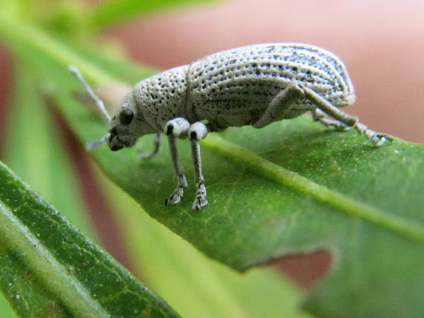 Little Leaf Notcher | Project Noah