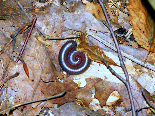 American Giant Millipede | Project Noah