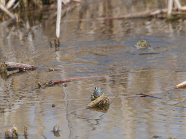 American Toad | Project Noah