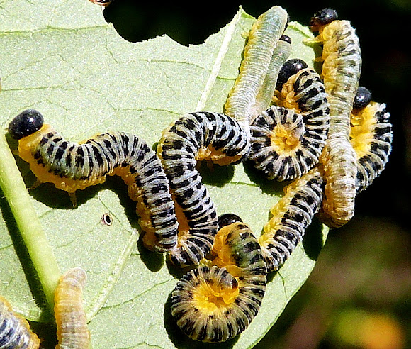 Dogwood Sawfly Larvae | Project Noah