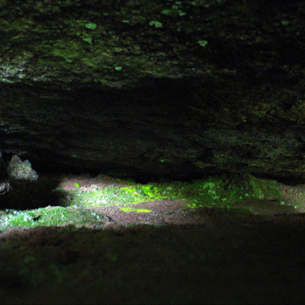 Glowing / Luminous Moss | Project Noah