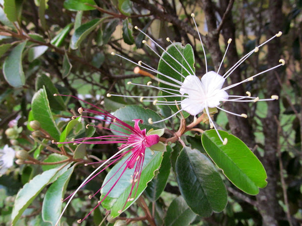 Jamaican Caper | Project Noah