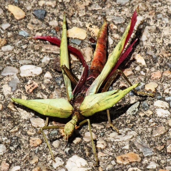 Pink-winged Phasma | Project Noah
