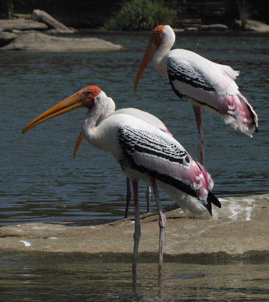 Painted stork | Project Noah