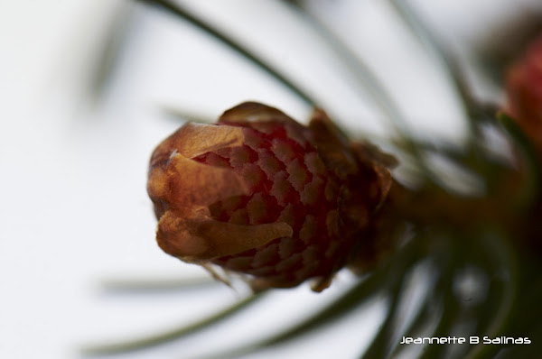 Spruce | Project Noah