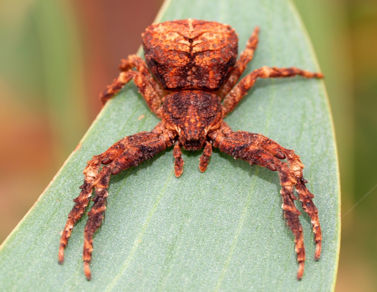 Knobbly Crab Spider | Project Noah