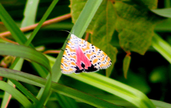 Rattlebox Moth | Project Noah