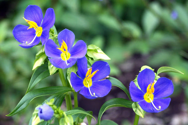 Exacum | Project Noah