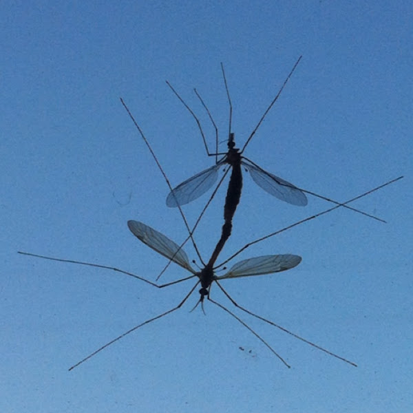 Crane Fly | Project Noah