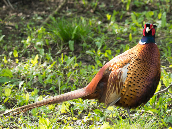 Pheasant | Project Noah
