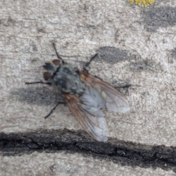 House fly | Project Noah