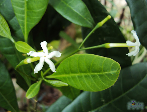 Kampupot/Banana Bush | Project Noah