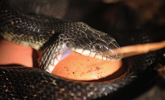 Texas (Black) Rat Snake | Project Noah