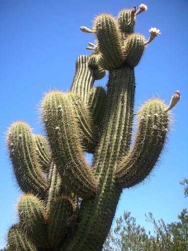 Eriosyce - Cardon del norte y otros! - ARGENTINA