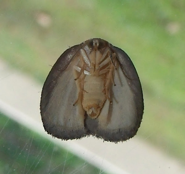 Arctiid moth | Project Noah