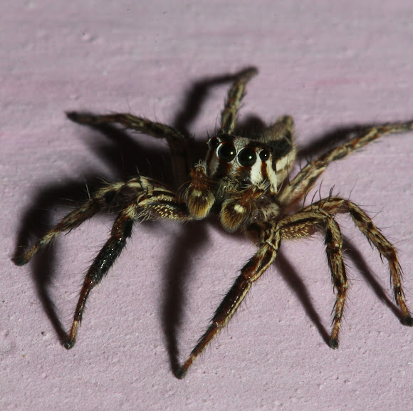 Pantropical Jumping Spider | Project Noah