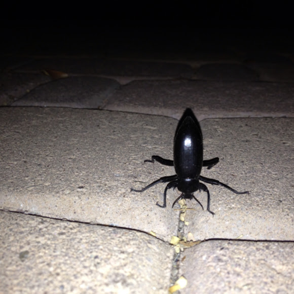 Darkling beetle | Project Noah