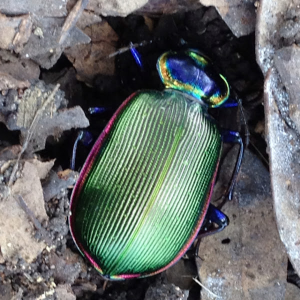 Fiery searcher | Project Noah